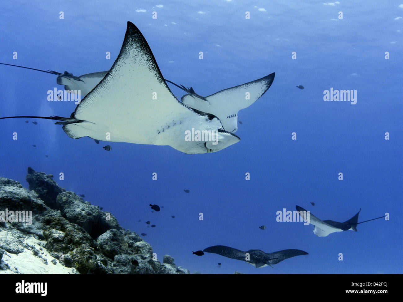 Stingray myliobatidae hi-res stock photography and images - Alamy