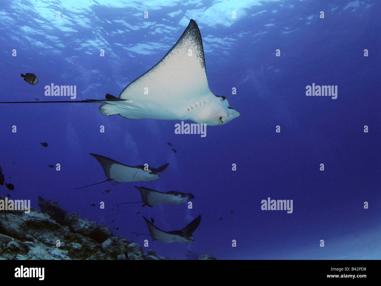 Sting rays hi-res stock photography and images - Alamy