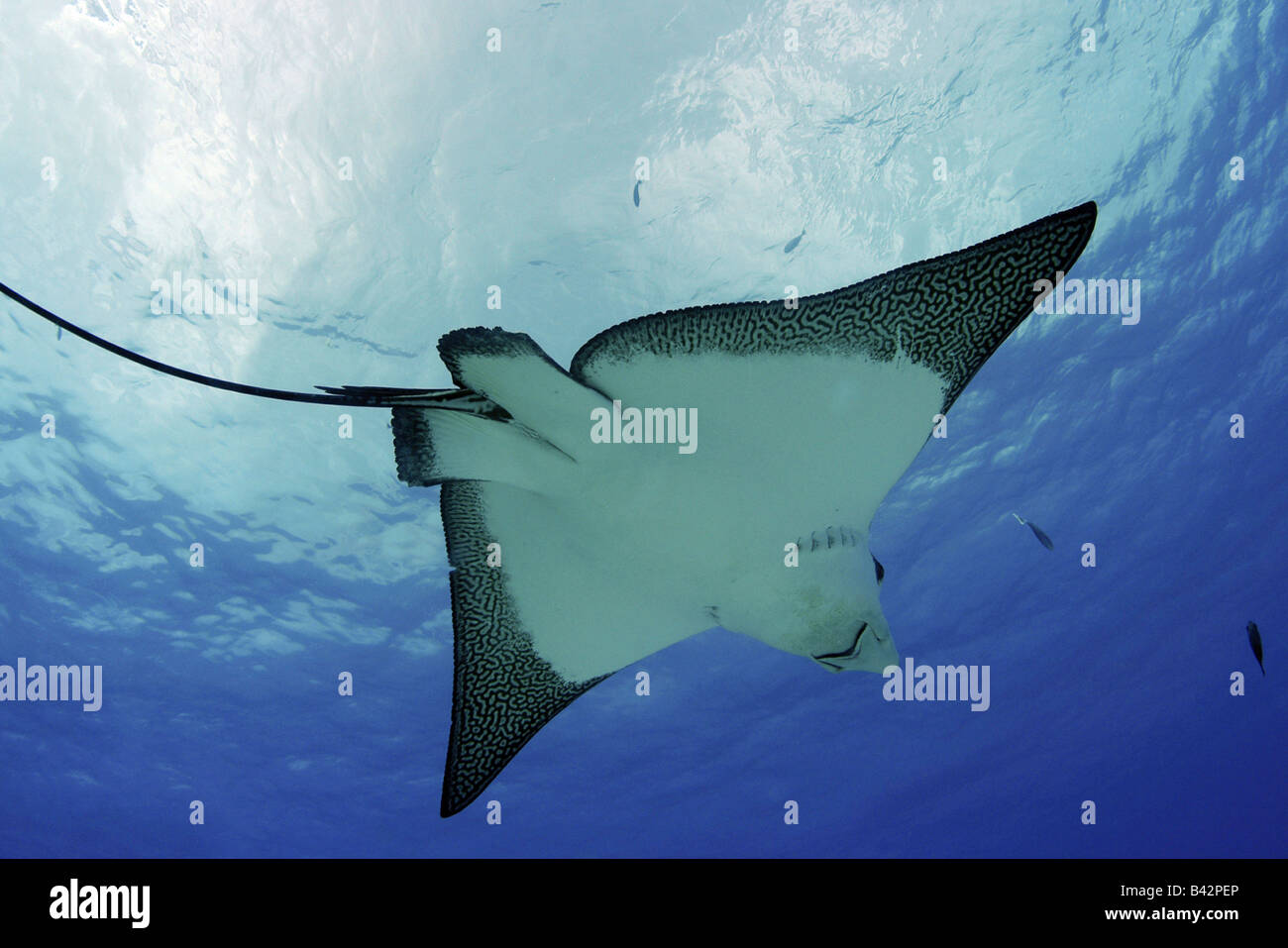 School of eagle rays hi-res stock photography and images - Alamy