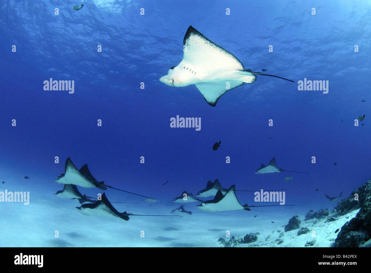 Stingray myliobatidae hi-res stock photography and images - Alamy