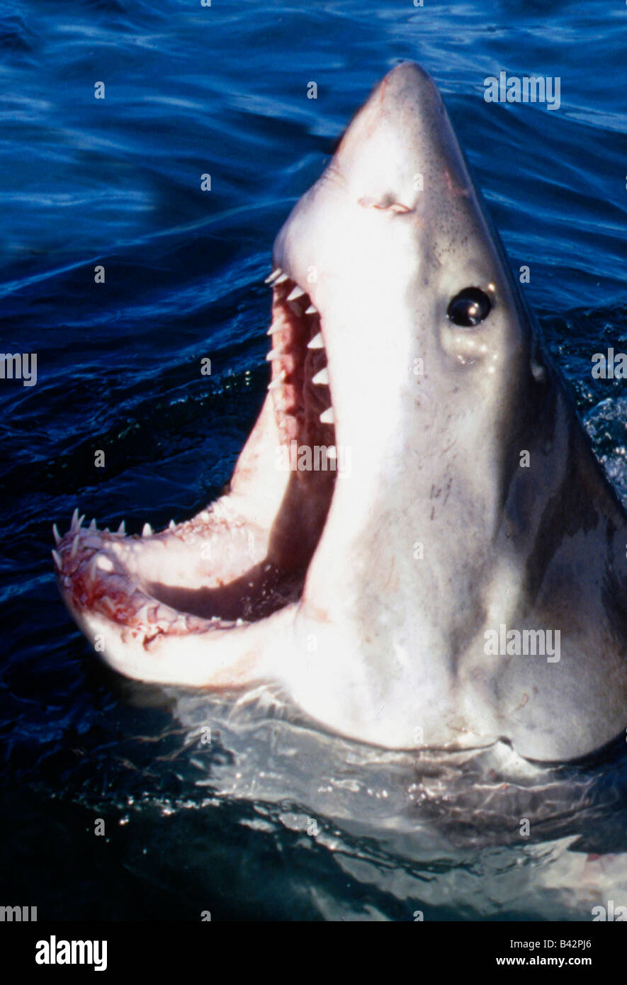 Guam Sharks