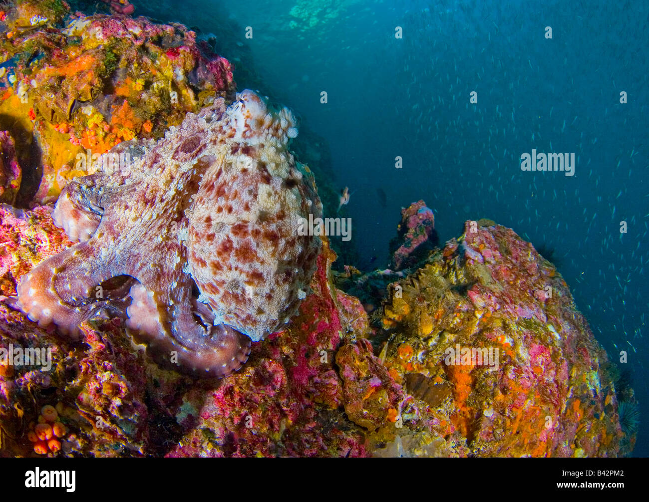Octopus under water hi-res stock photography and images - Alamy