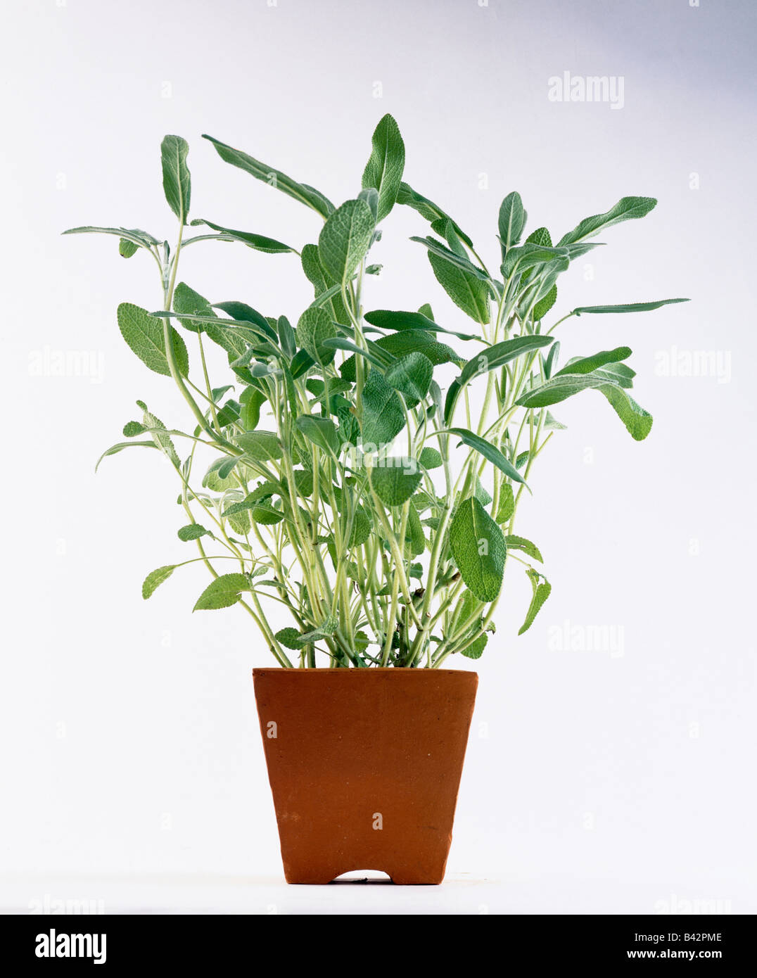 Sage plant in pot Stock Photo - Alamy
