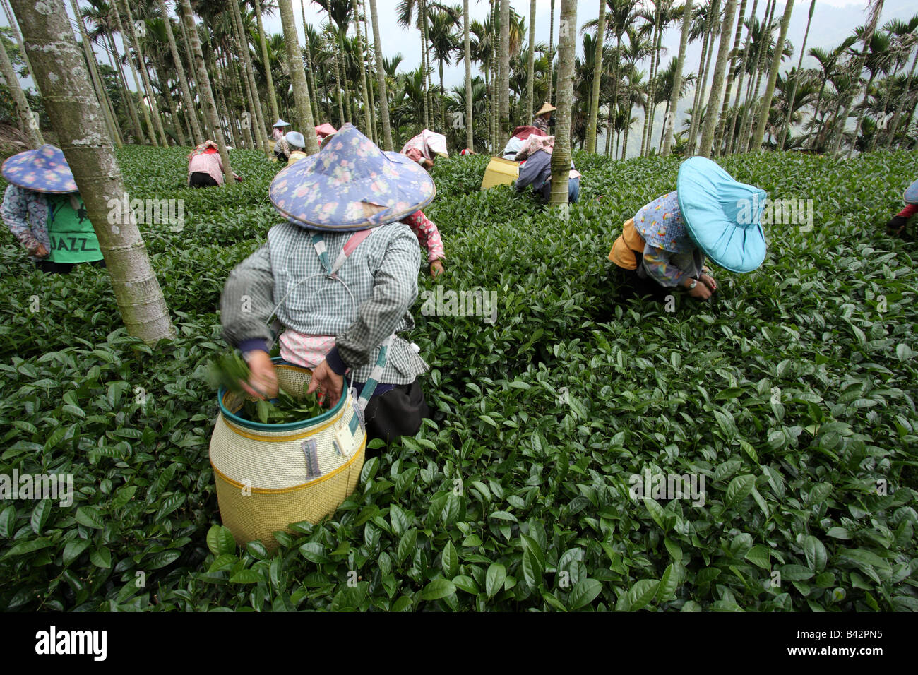 Tea pickers in Taiwan Stock Photo - Alamy