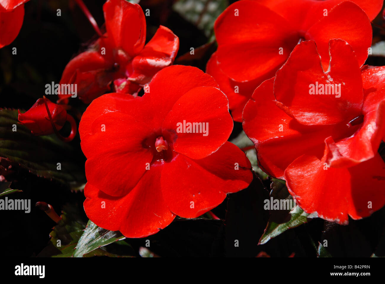 red flowers, garden, plants Stock Photo - Alamy