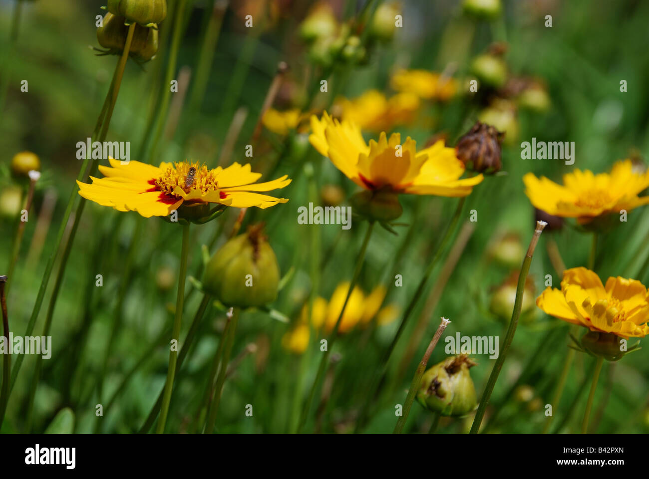 Butterfly garden hi-res stock photography and images - Alamy