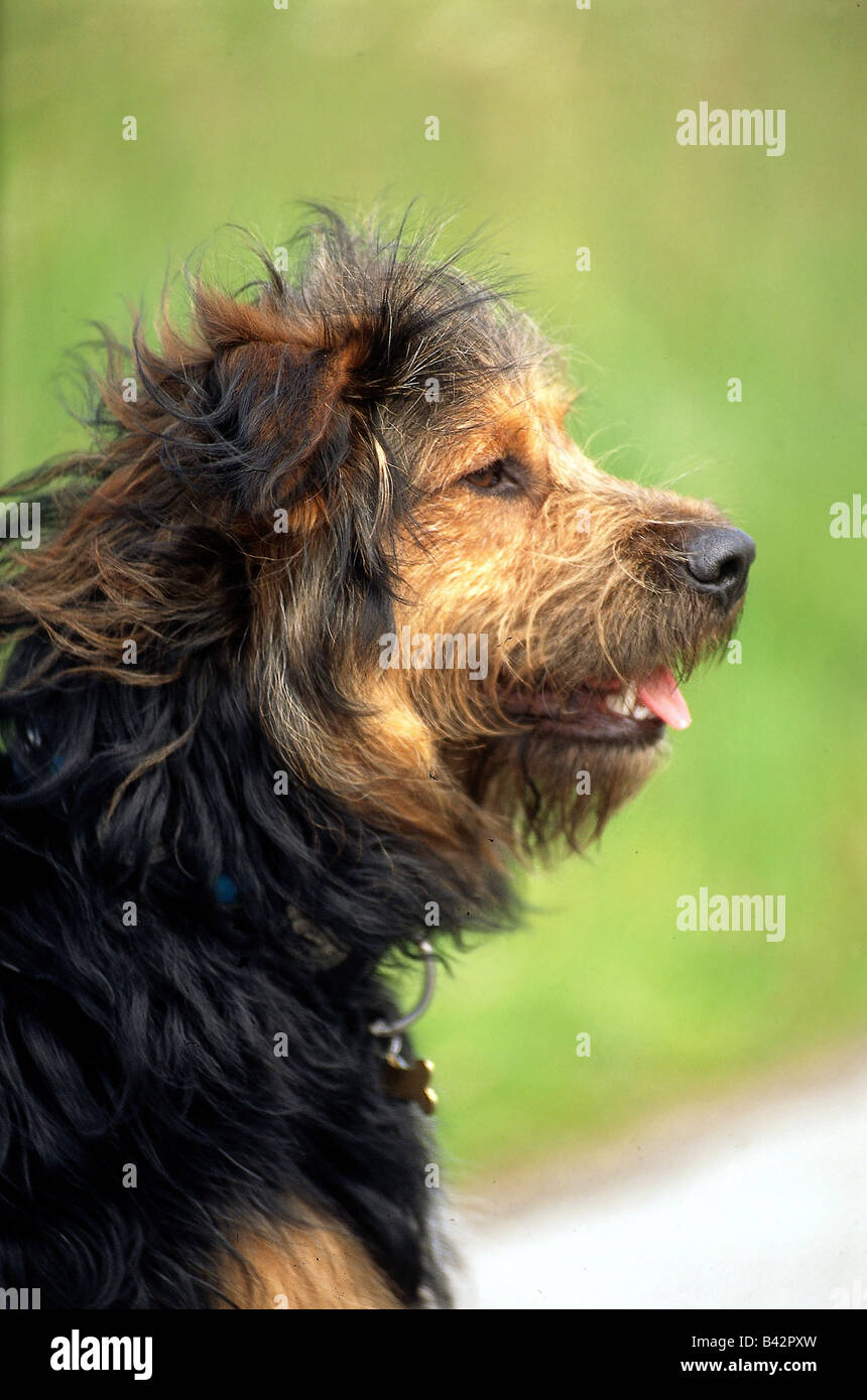 zoology / animals, mammal / mammalian, dogs, (Canis lupus familiaris ...