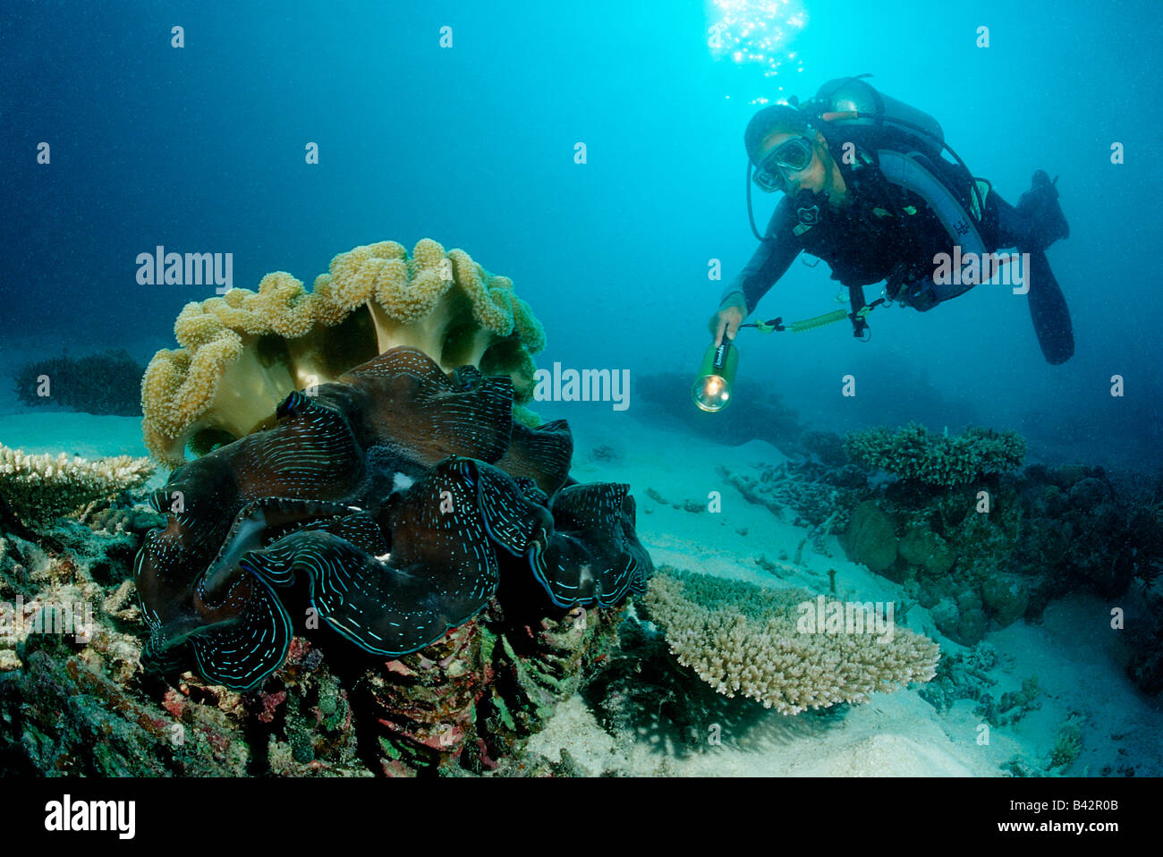 Scuba diver giant clam tridacna rf hi-res stock photography and images ...