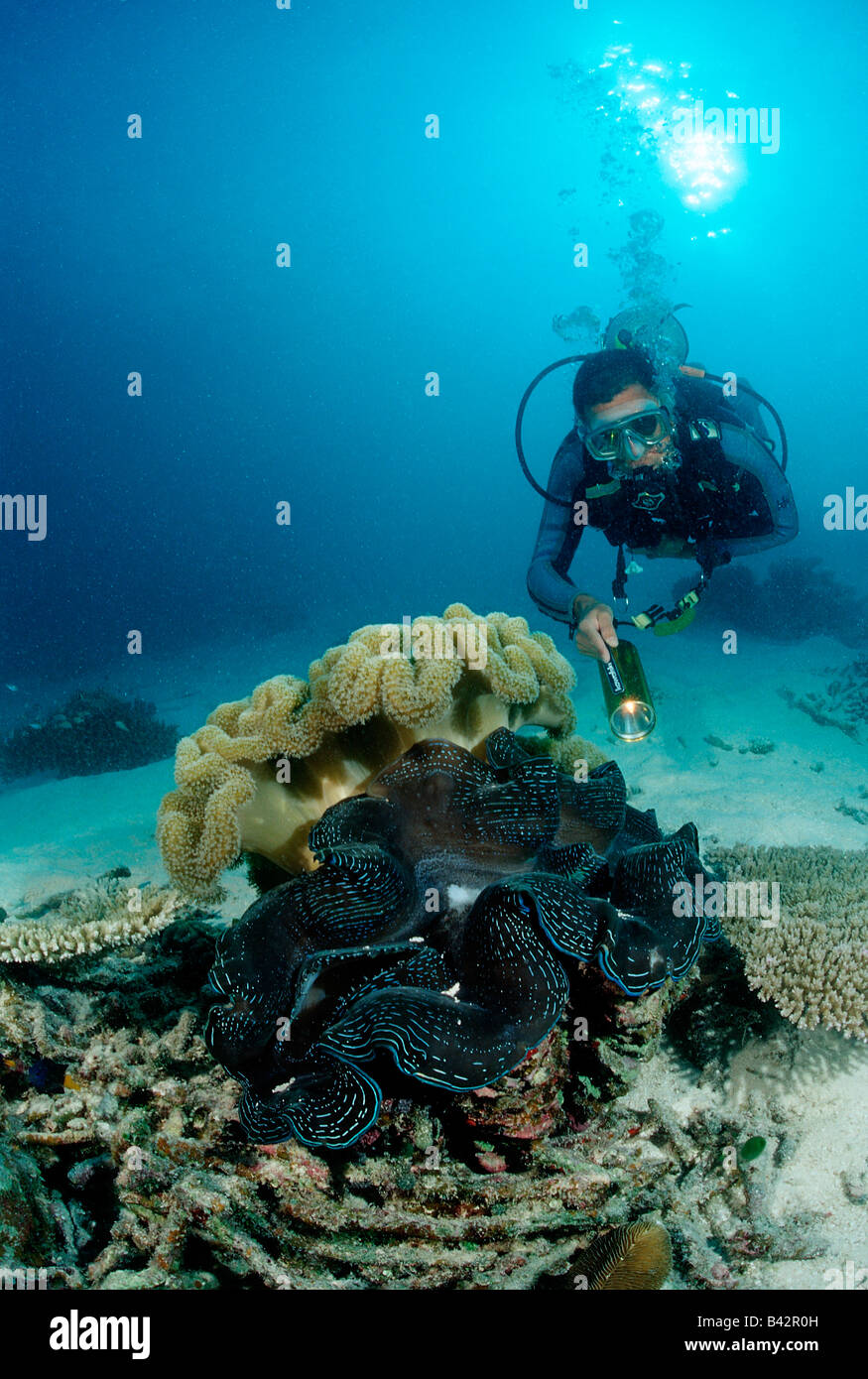 Scuba diver giant clam tridacna rf hi-res stock photography and images ...