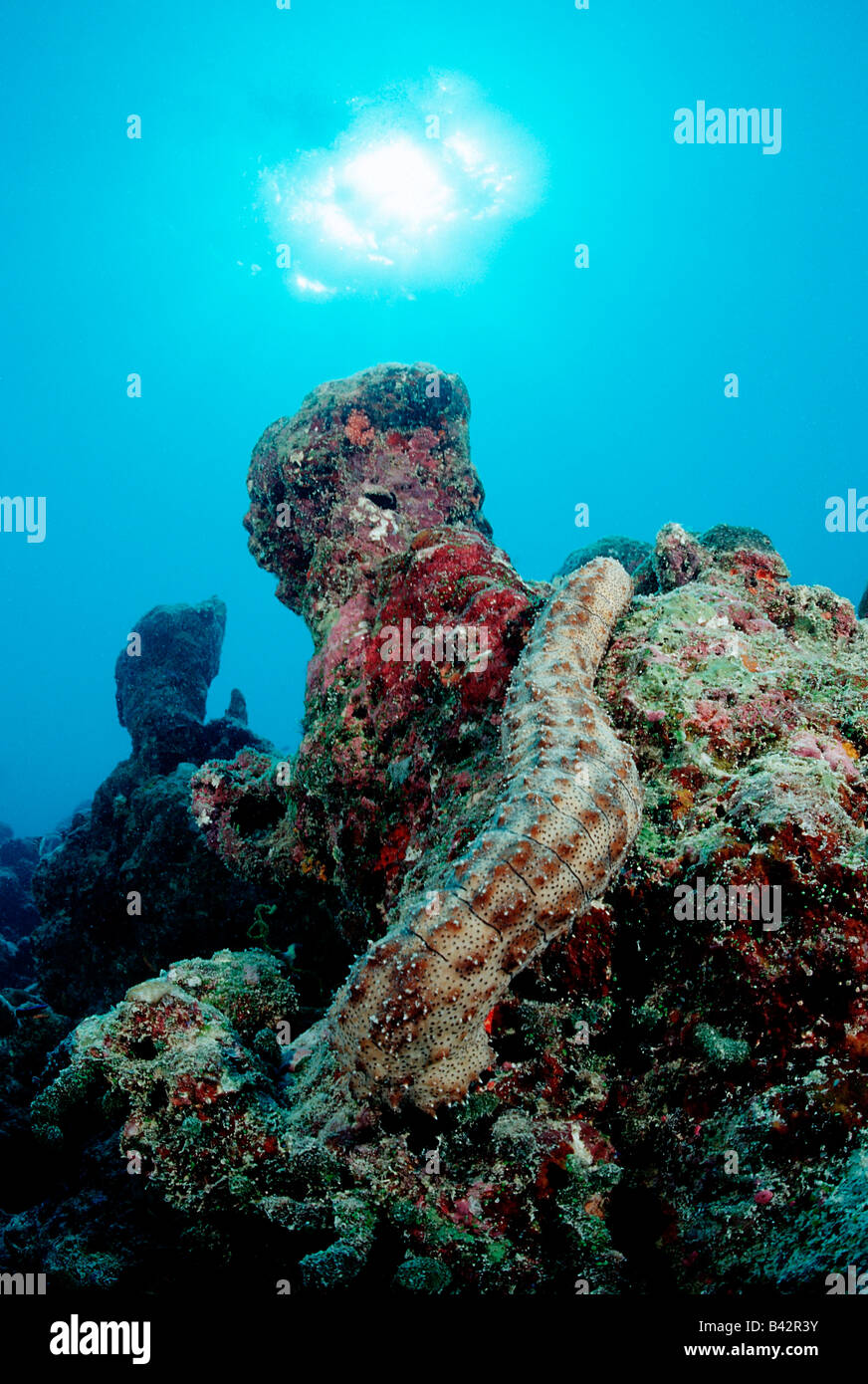 Striated Sea Cucumber at Coral Reef Bohadschia graeffei Indian Ocean ...
