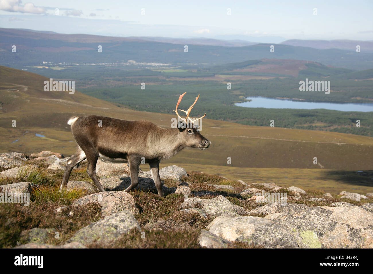 Cairngorm reindeer hi-res stock photography and images - Alamy