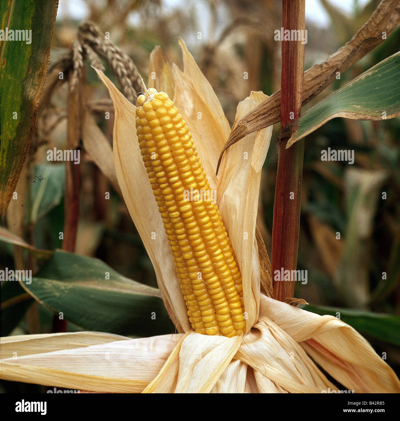 botany, maize, (Zea mays), corncobs, corncob, studio, grasses, Poa ...