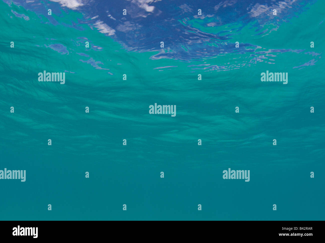 Hawaii aquatic life scenery hi-res stock photography and images - Alamy