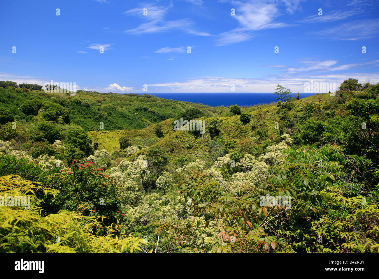 Vegetation on Hawaii Maui Pacific Hawaii USA Stock Photo - Alamy