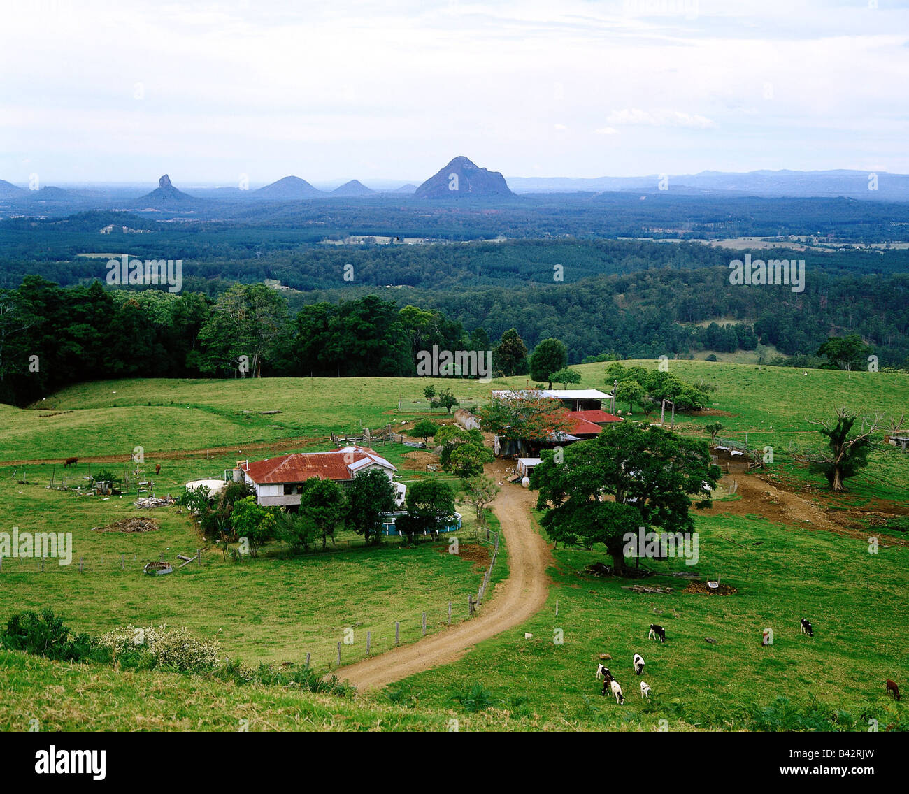 geography / travel, Australia, Queensland, Glasshouse Mountains, cattle ...