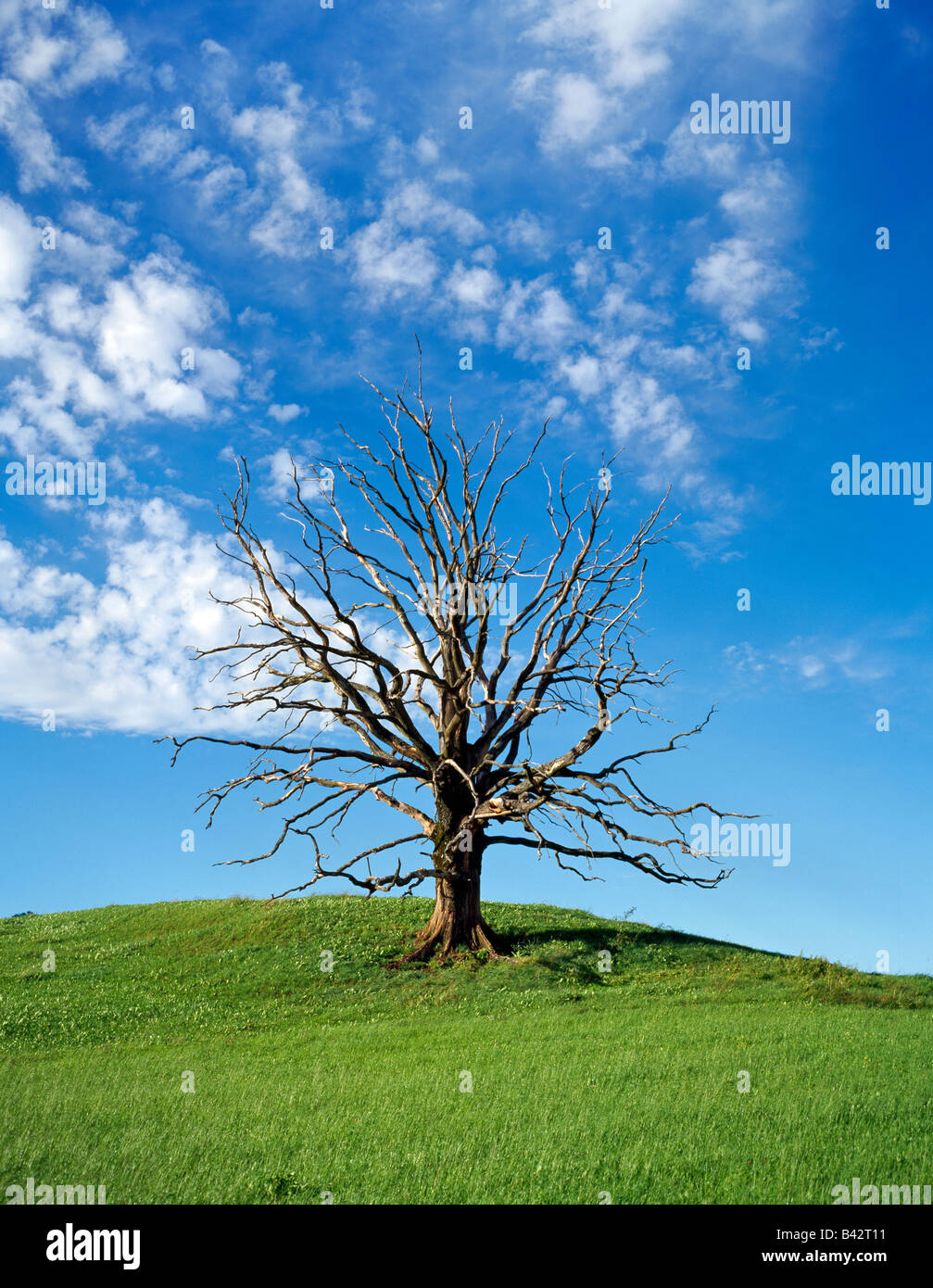 hugh dead old tree on the top of a meadow großer toter Baum auf einer ...