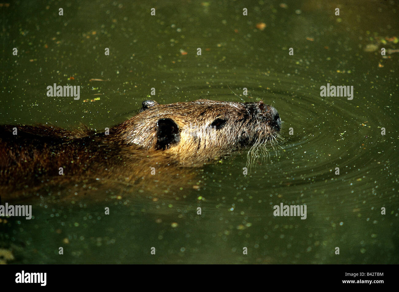 zoology / animals, mammal / mammalian, Nutria, (Myocastor coyphus ...