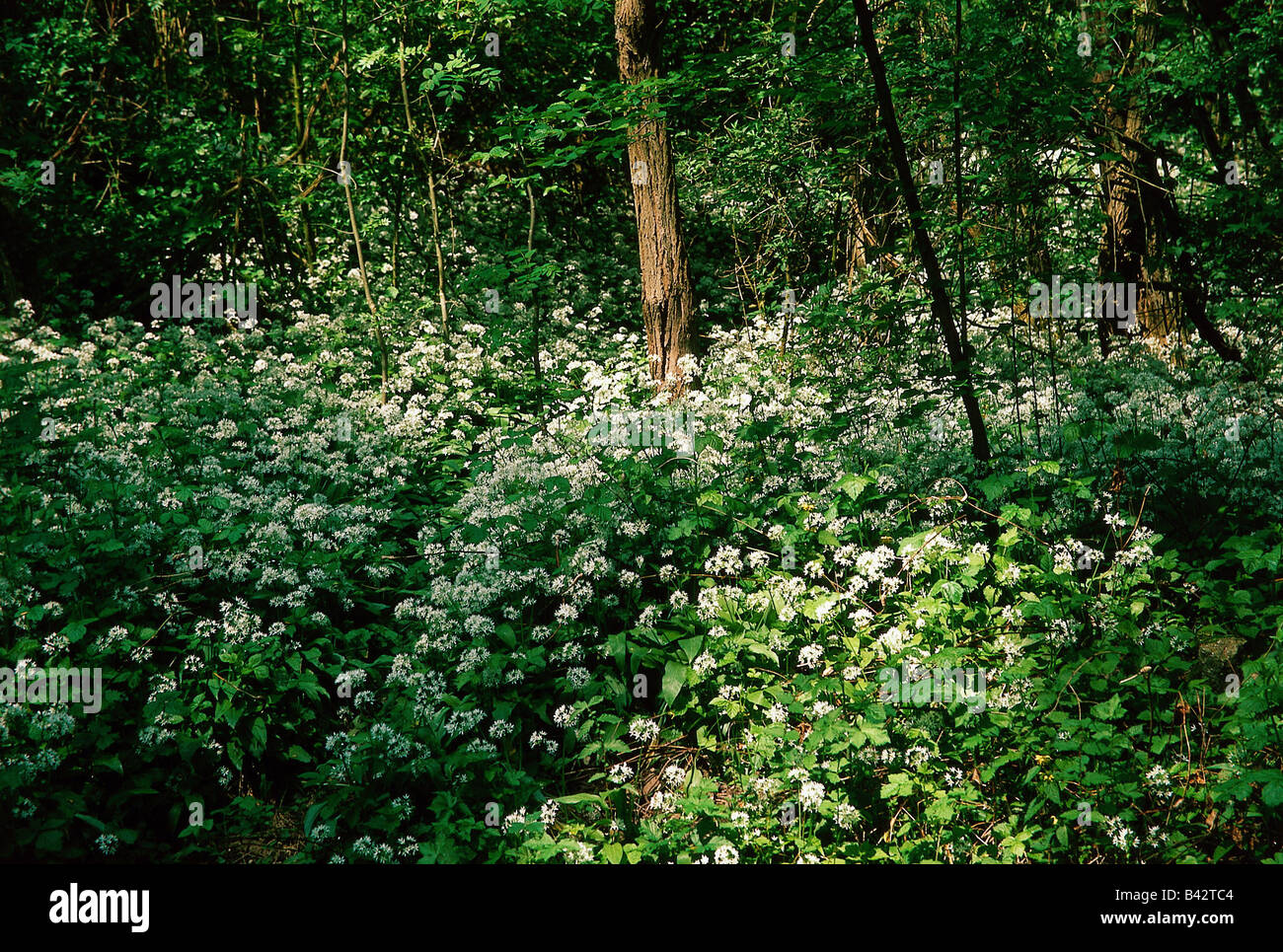botany, leek, (Allium), Ramsons, (Allium ursinum), in forest, Ramson ...