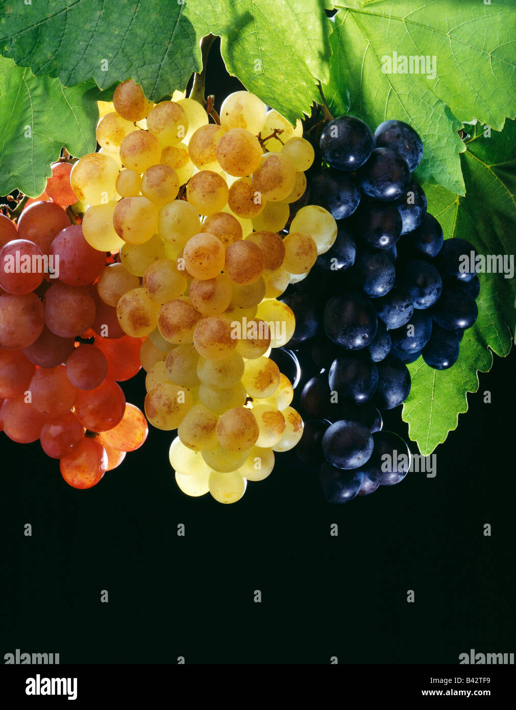 Grapes bunches hi-res stock photography and images - Alamy