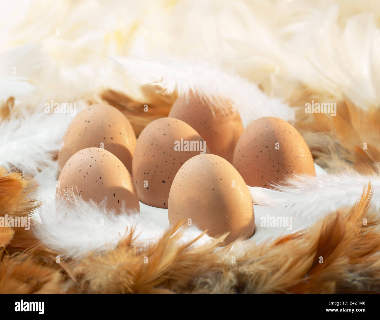 free range eggs Stock Photo - Alamy