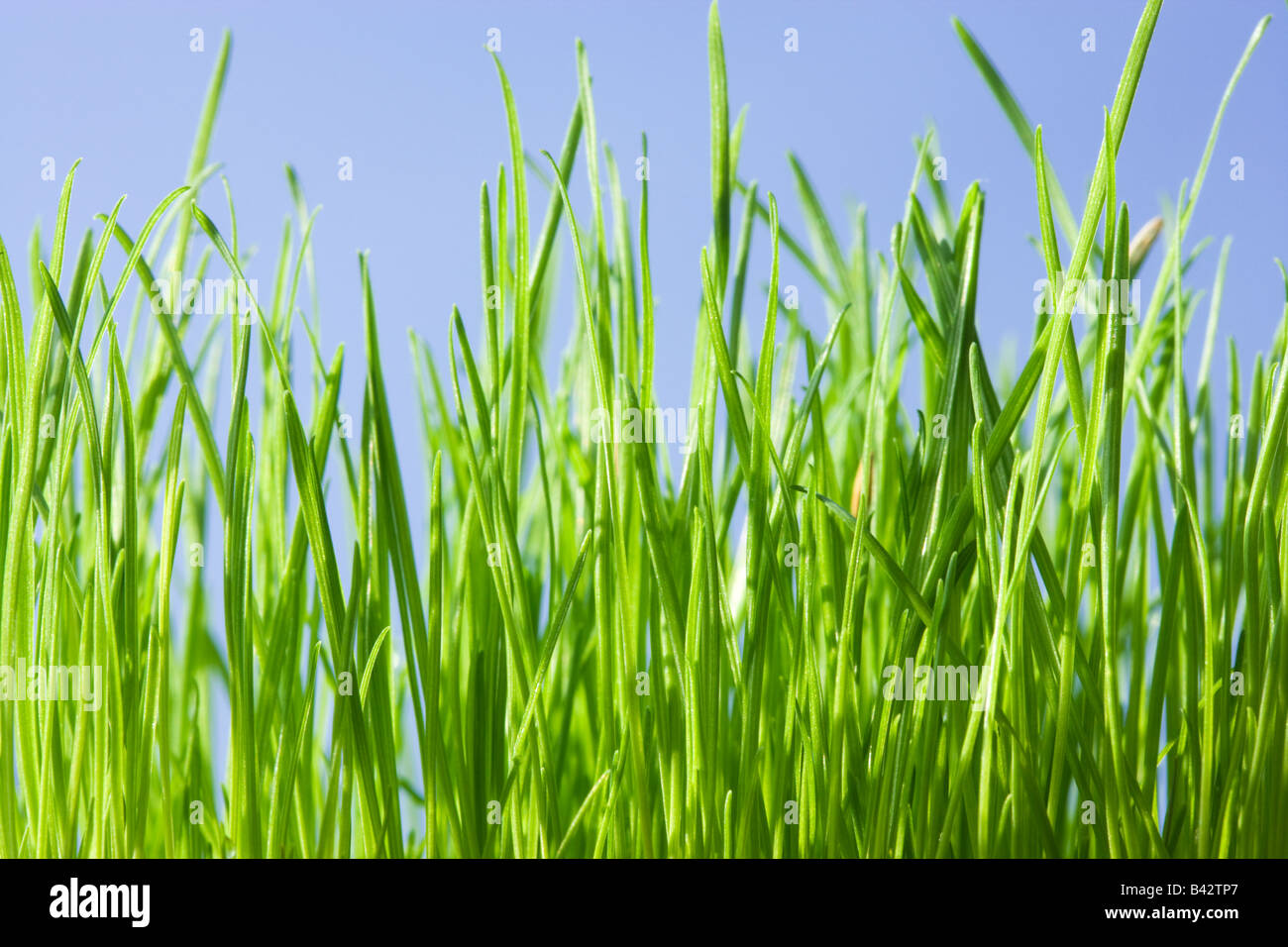 Grass, low angle against blue sky Stock Photo - Alamy