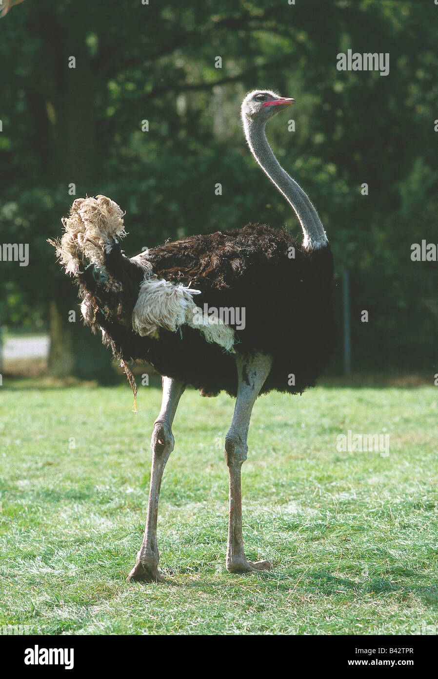 zoology / animals, avian / bird, Struthionidae, Ostrich (Struthio ...