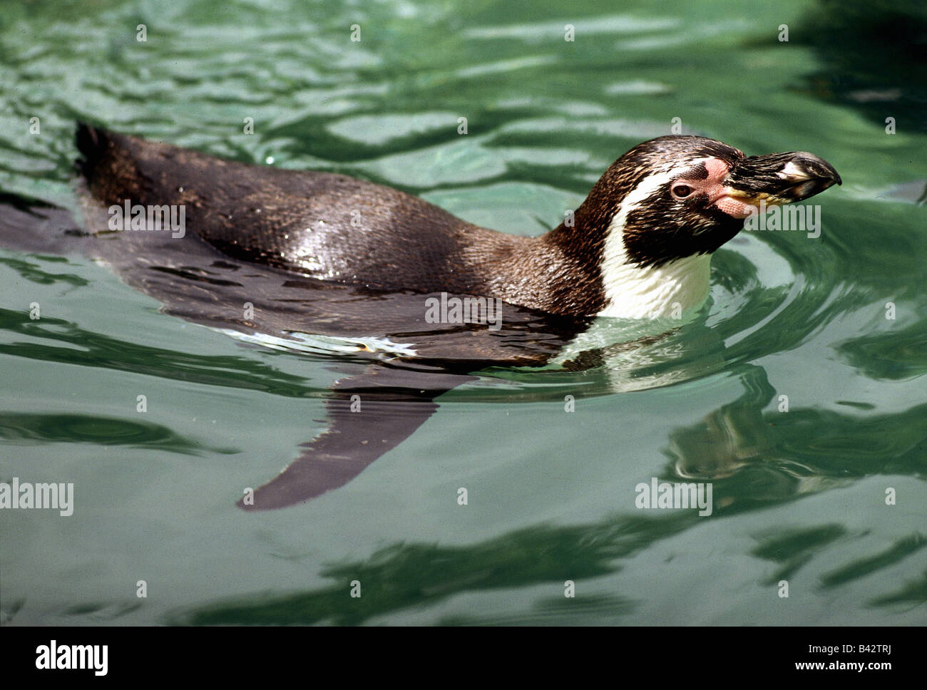 Spehenisciformes hi-res stock photography and images - Alamy