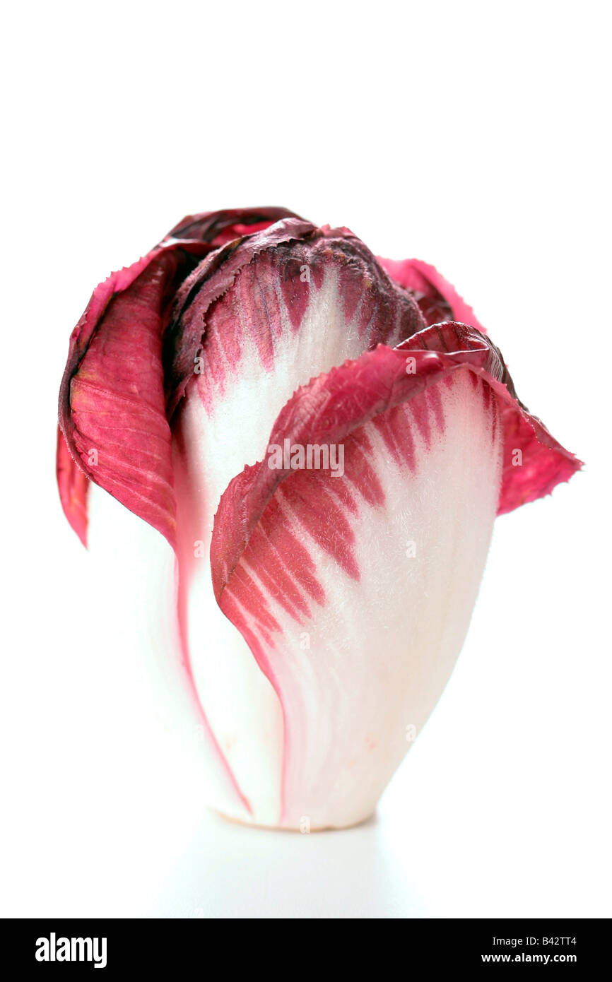 Red chicory cut out hi-res stock photography and images - Alamy