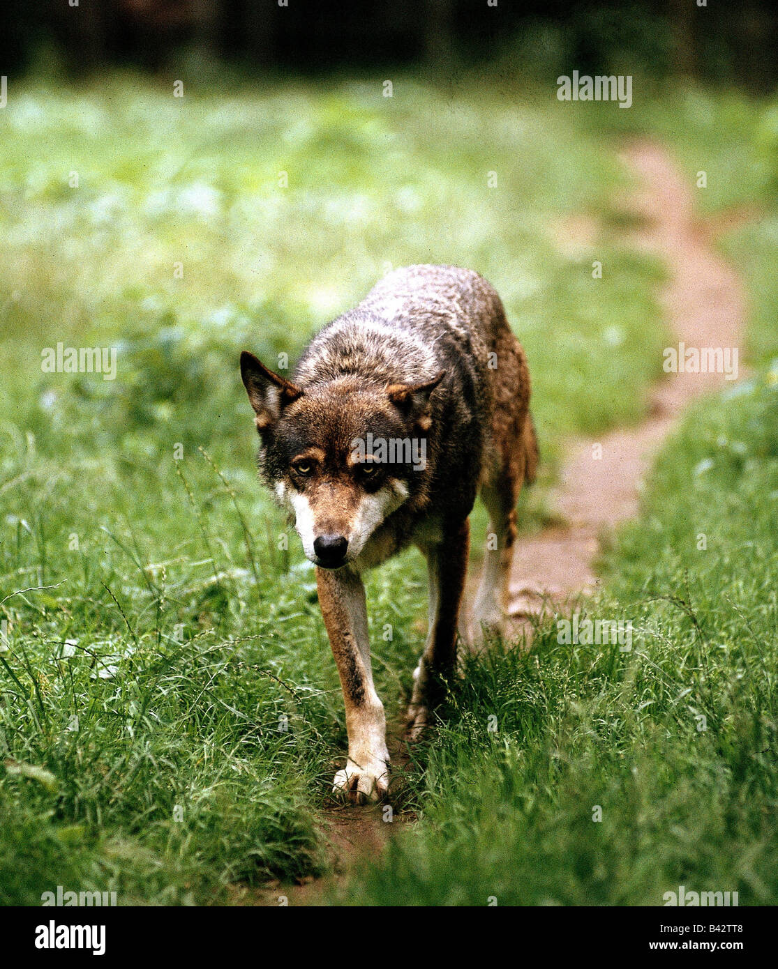 zoology / animals, mammal / mammalian, wolfs, European Grey Wolf ...