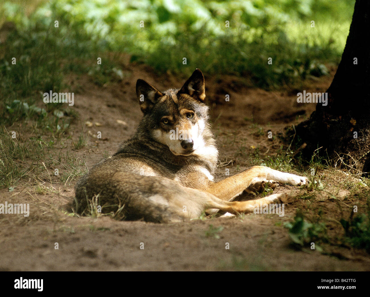 zoology / animals, mammal / mammalian, wolfs, European Grey Wolf ...