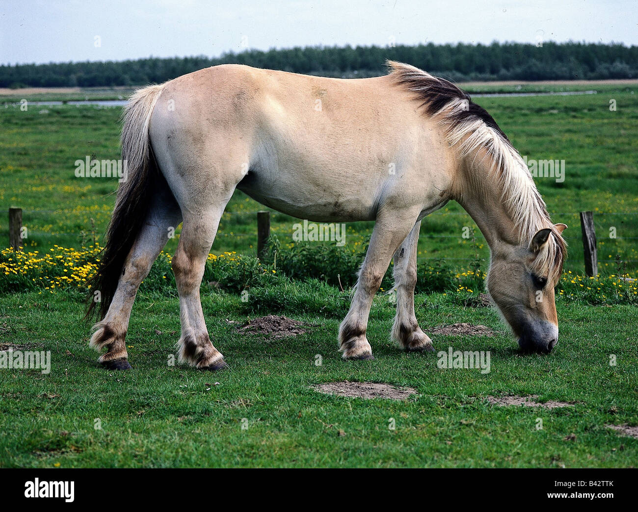 Zoology animals mammal mammalian equus hi-res stock photography and ...