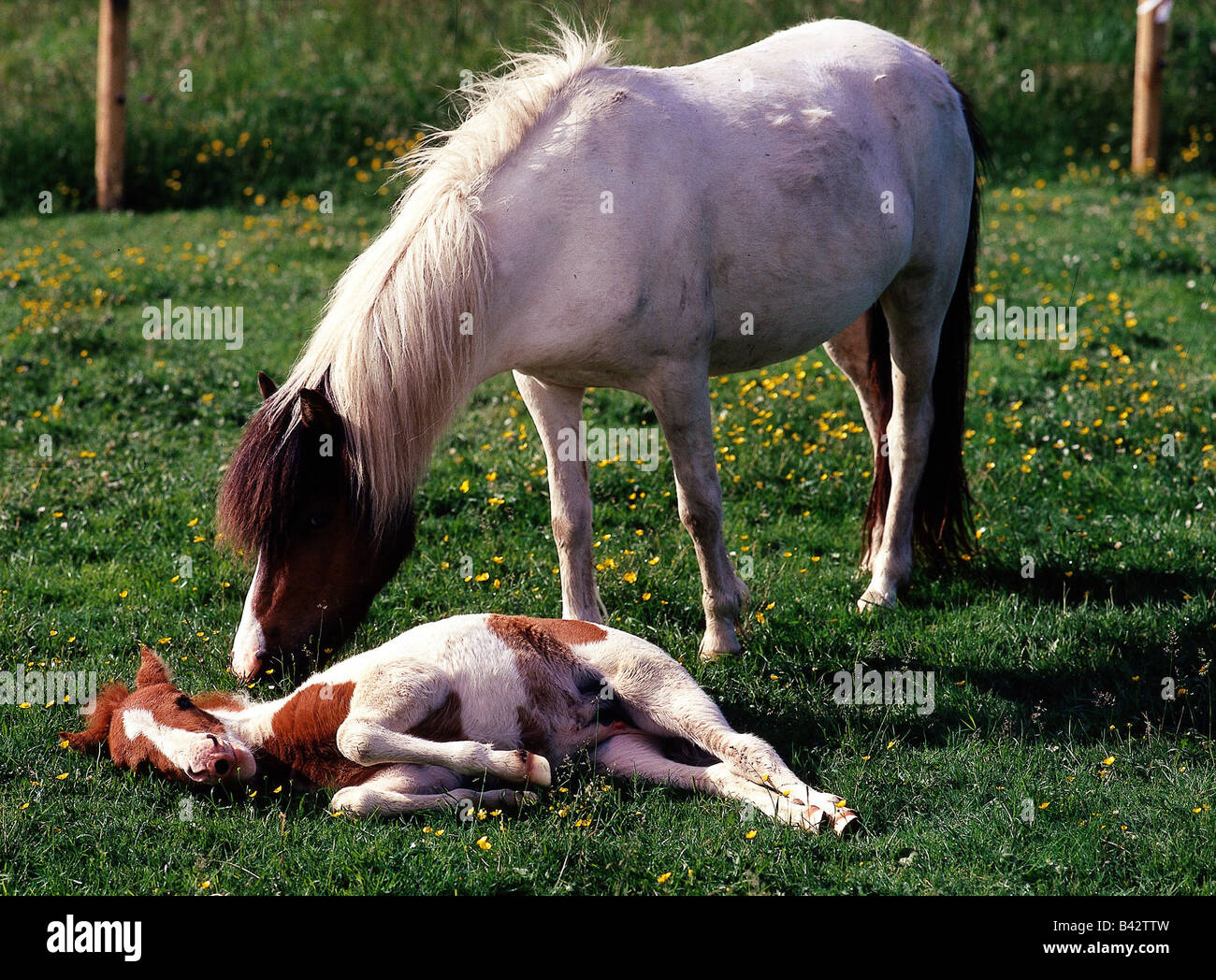 Zoology animals mammal mammalian equus hi-res stock photography and ...