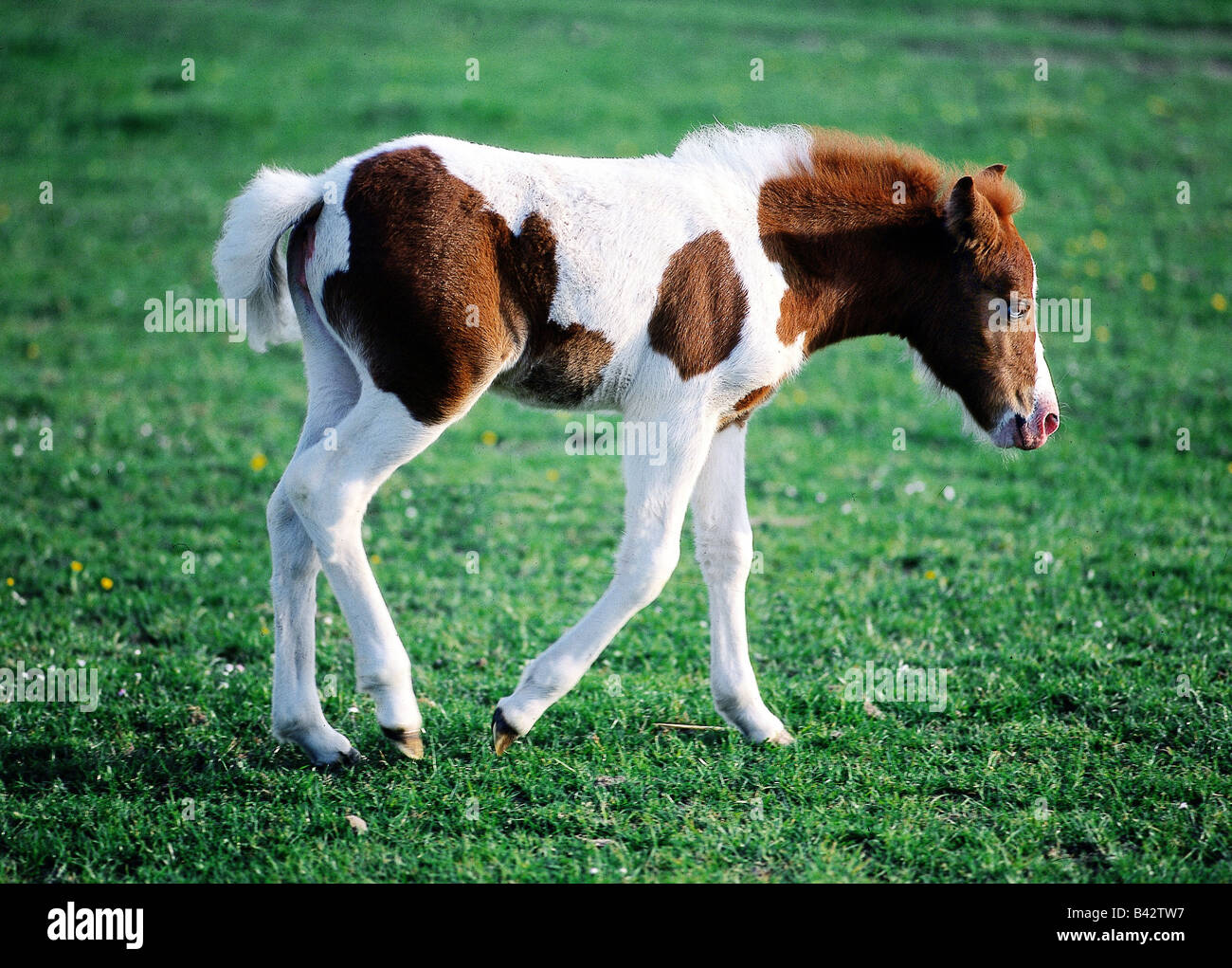 zoology / animals, mammal / mammalian, horses, (Equus), domestic horse ...