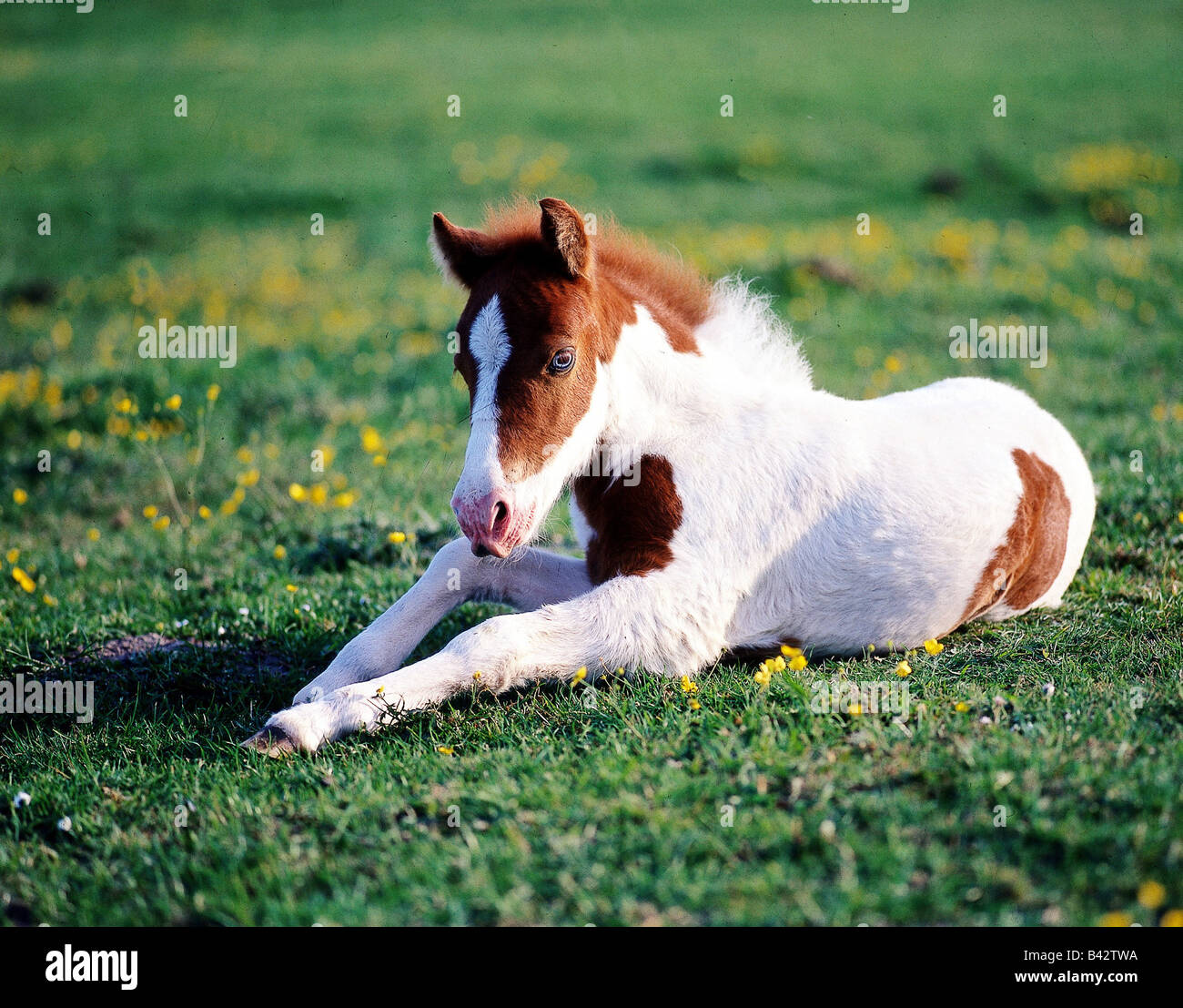 zoology / animals, mammal / mammalian, horses, (Equus), domestic horse ...