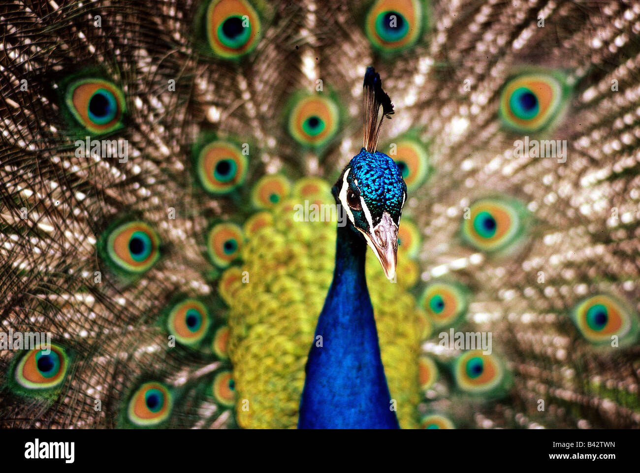 zoology / animals, avian / birds, Indian Peafowl, (Pavo cristatus ...