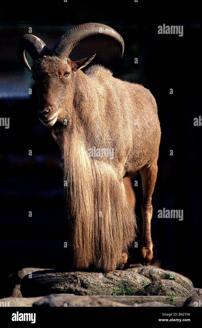 Aoudad sheep hi-res stock photography and images - Alamy