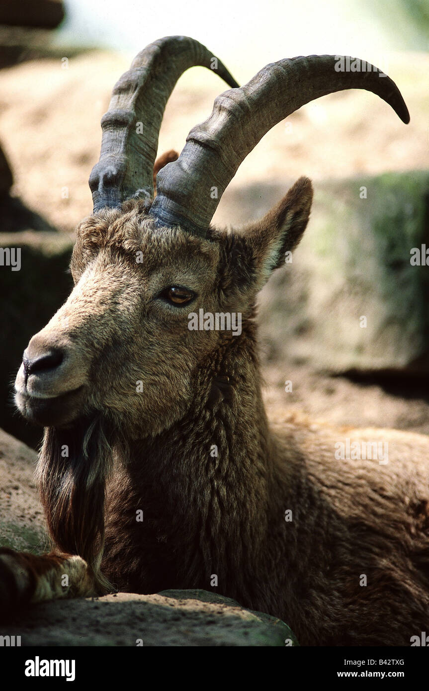 Sibiria hi-res stock photography and images - Alamy