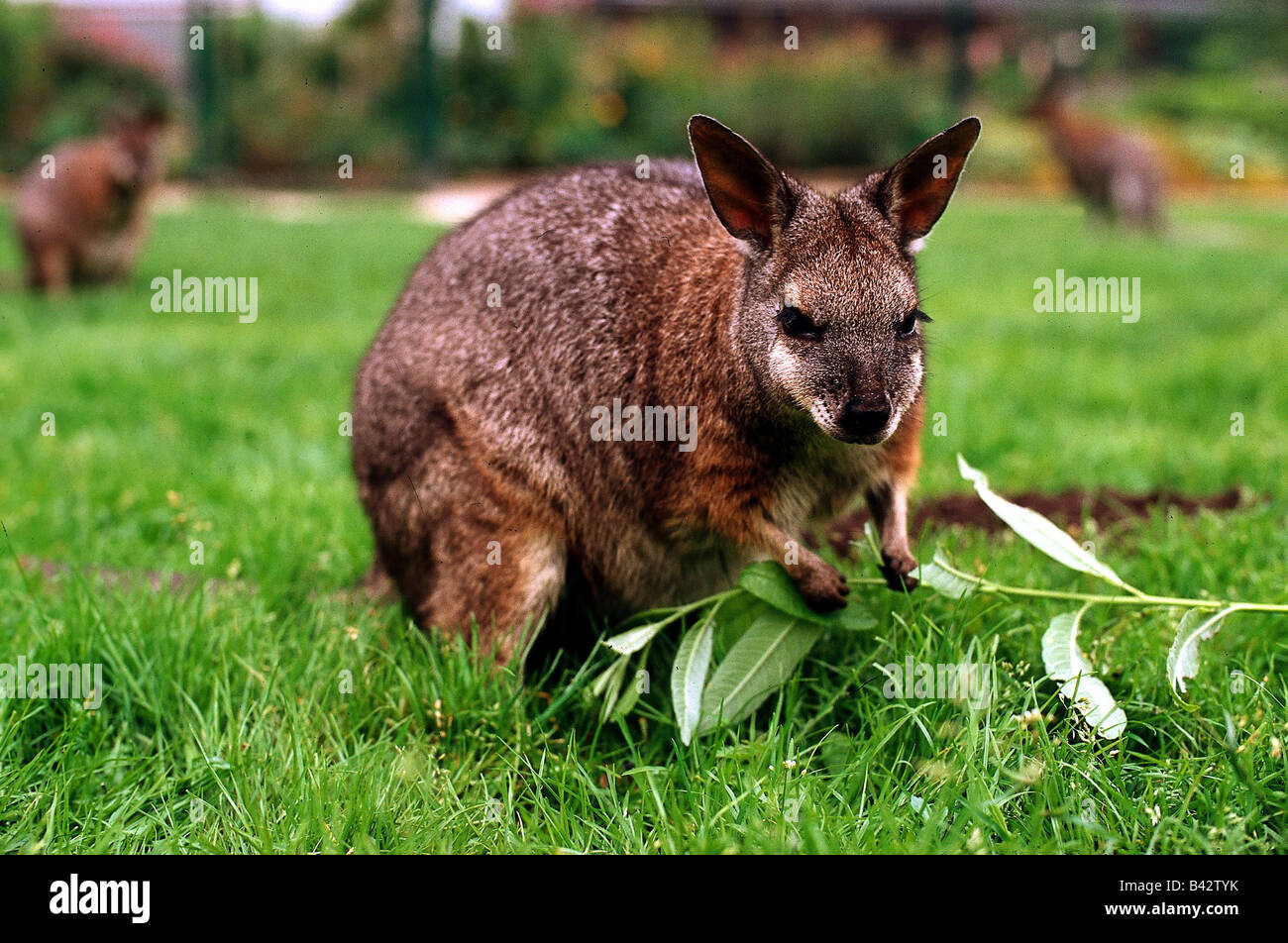 zoology / animals, mammal / mammalian, kangaroos, Bennett`s wallaby ...