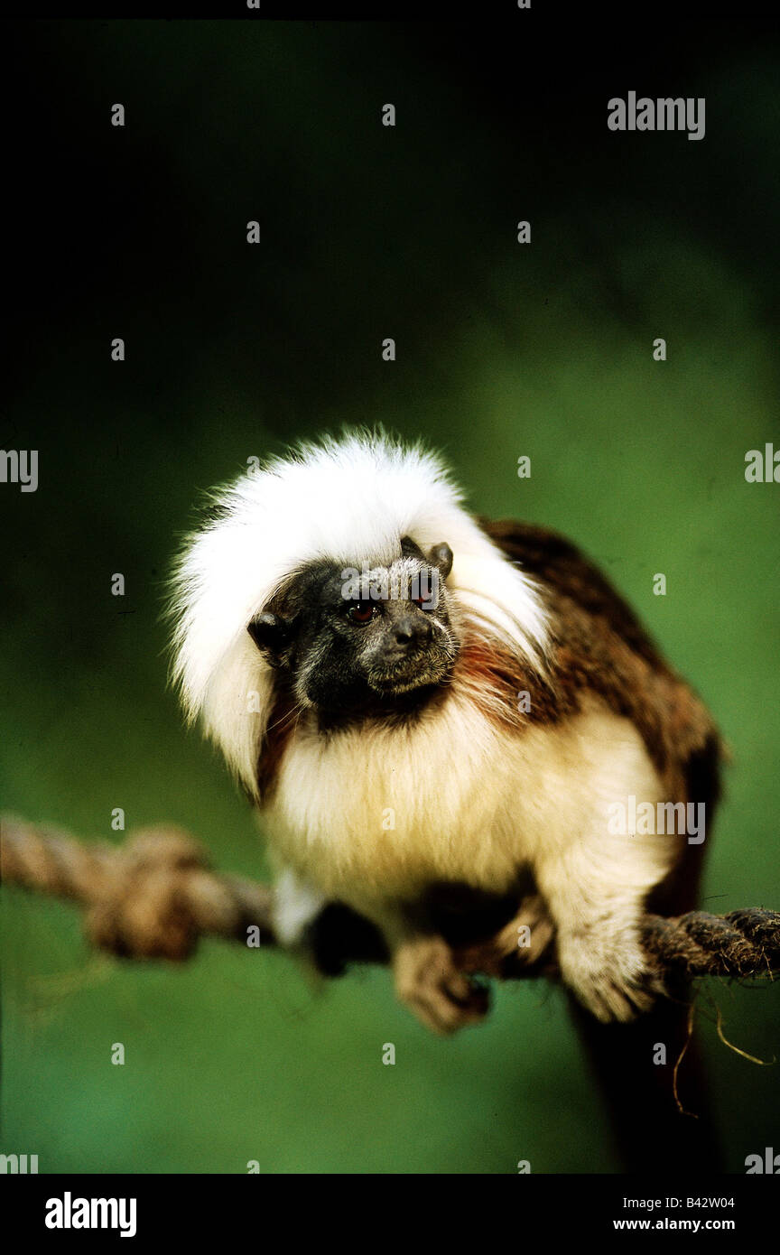 Cottontop tamarin hi-res stock photography and images - Alamy