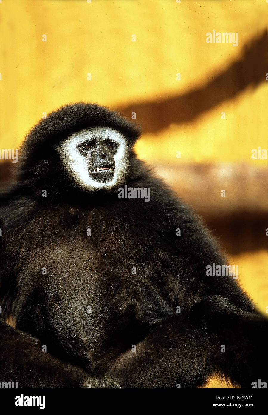Gibbon monkeys hi-res stock photography and images - Alamy