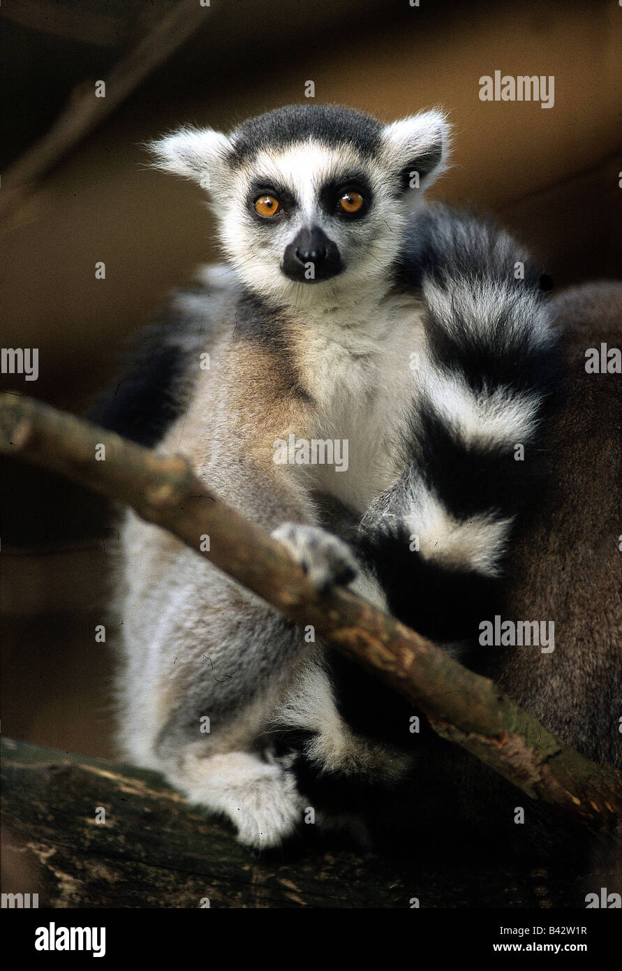 zoology / animals, mammal / mammalian, monkeys, Ring-tailed Lemur ...