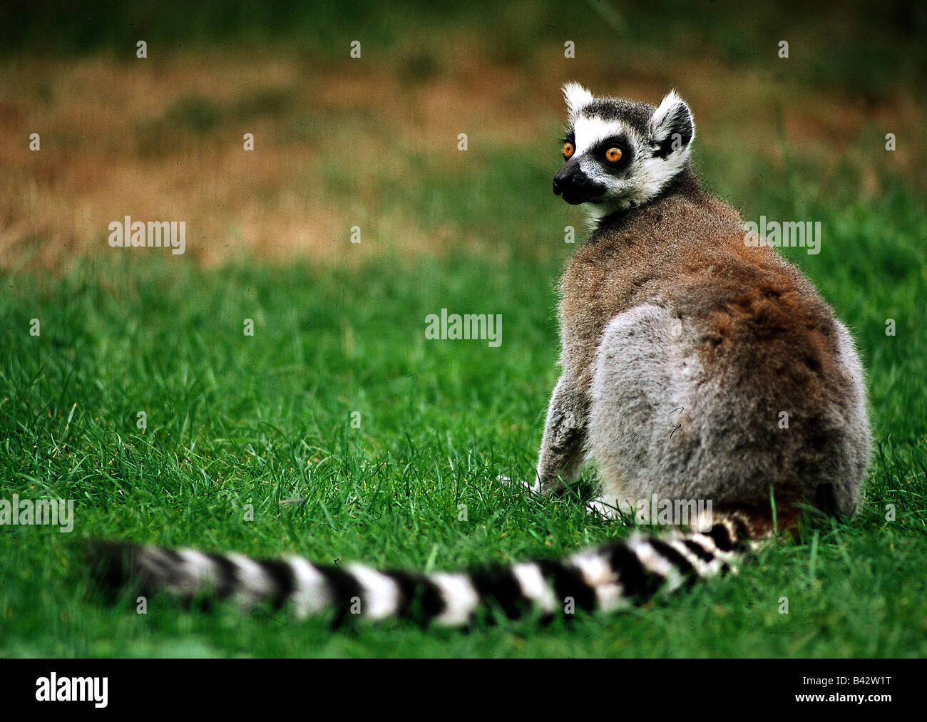 zoology / animals, mammal / mammalian, monkeys, Ring-tailed Lemur ...