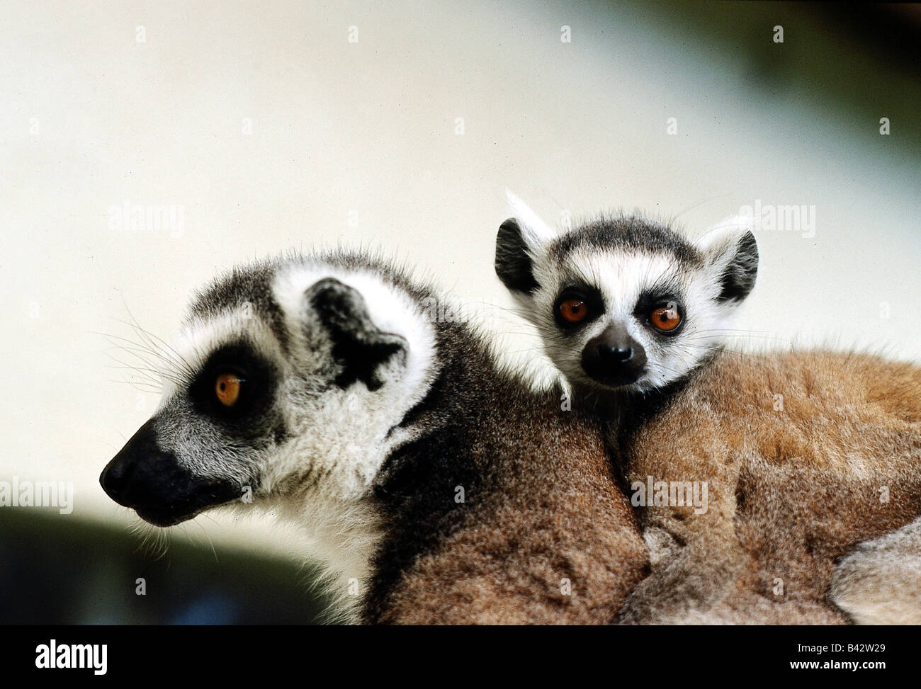Monkey cub sitting on back hi-res stock photography and images - Alamy