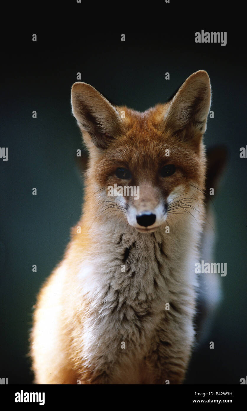 zoology / animals, mammal / mammalian, foxes, Red Fox, (Vulpes vulpes ...