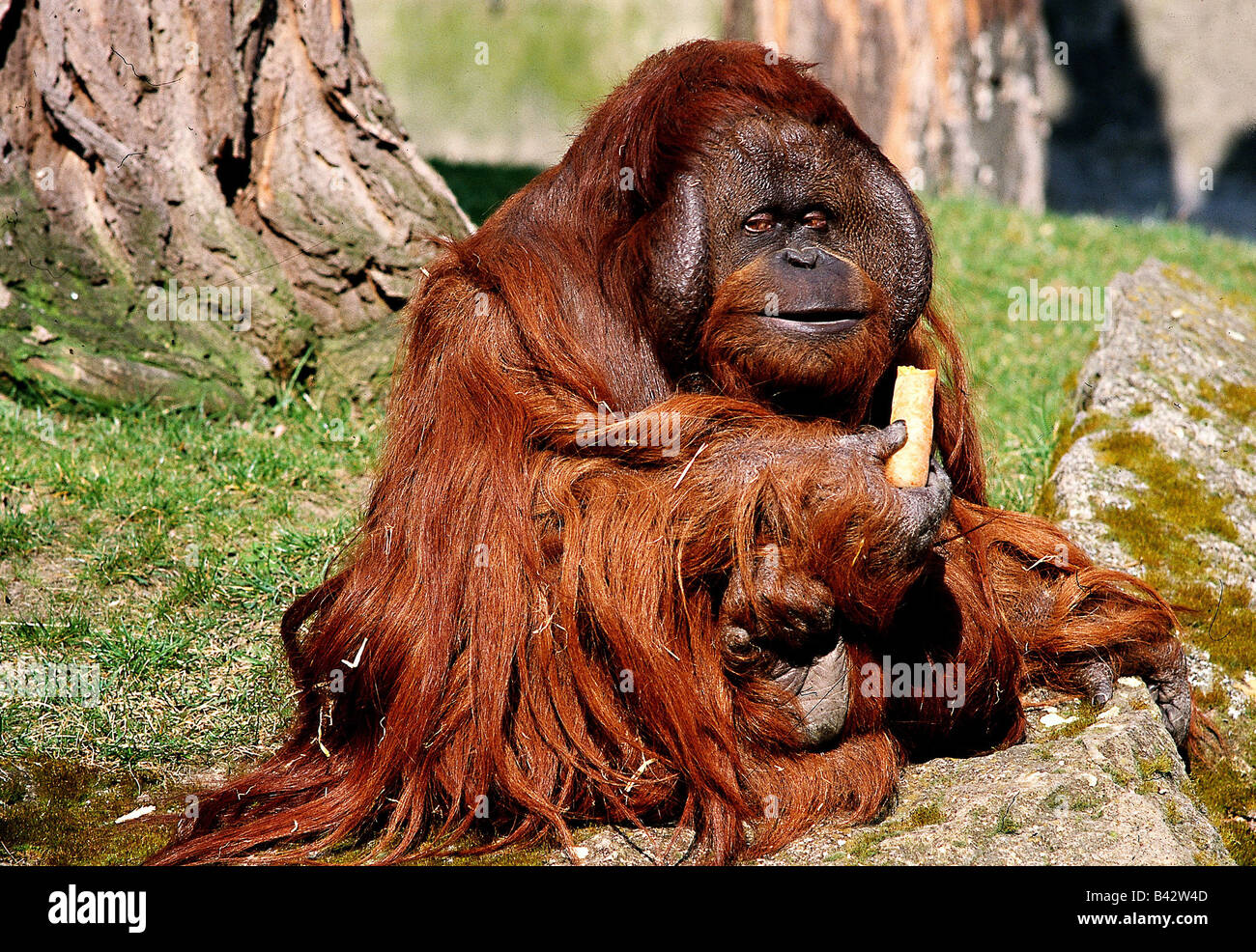 zoology / animals, mammal / mammalian, monkeys, Bornean Orangutan ...