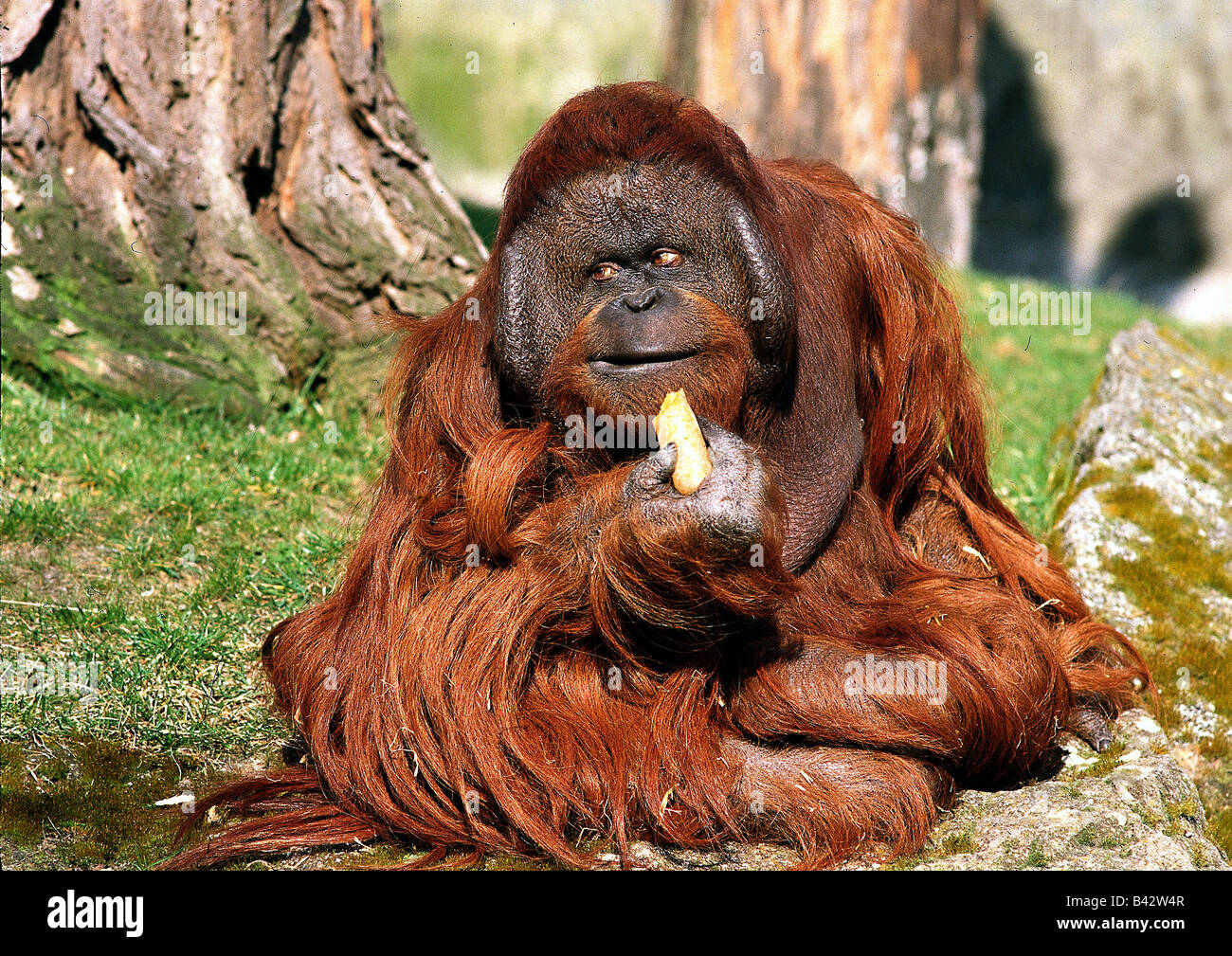 zoology / animals, mammal / mammalian, monkeys, Bornean Orangutan ...