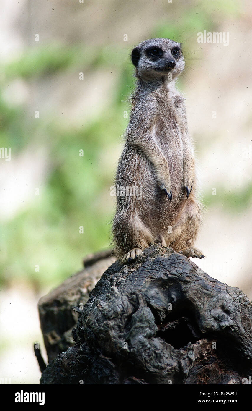 zoology / animals, mammal / mammalian, Meerkat, (Suricata suricatta ...