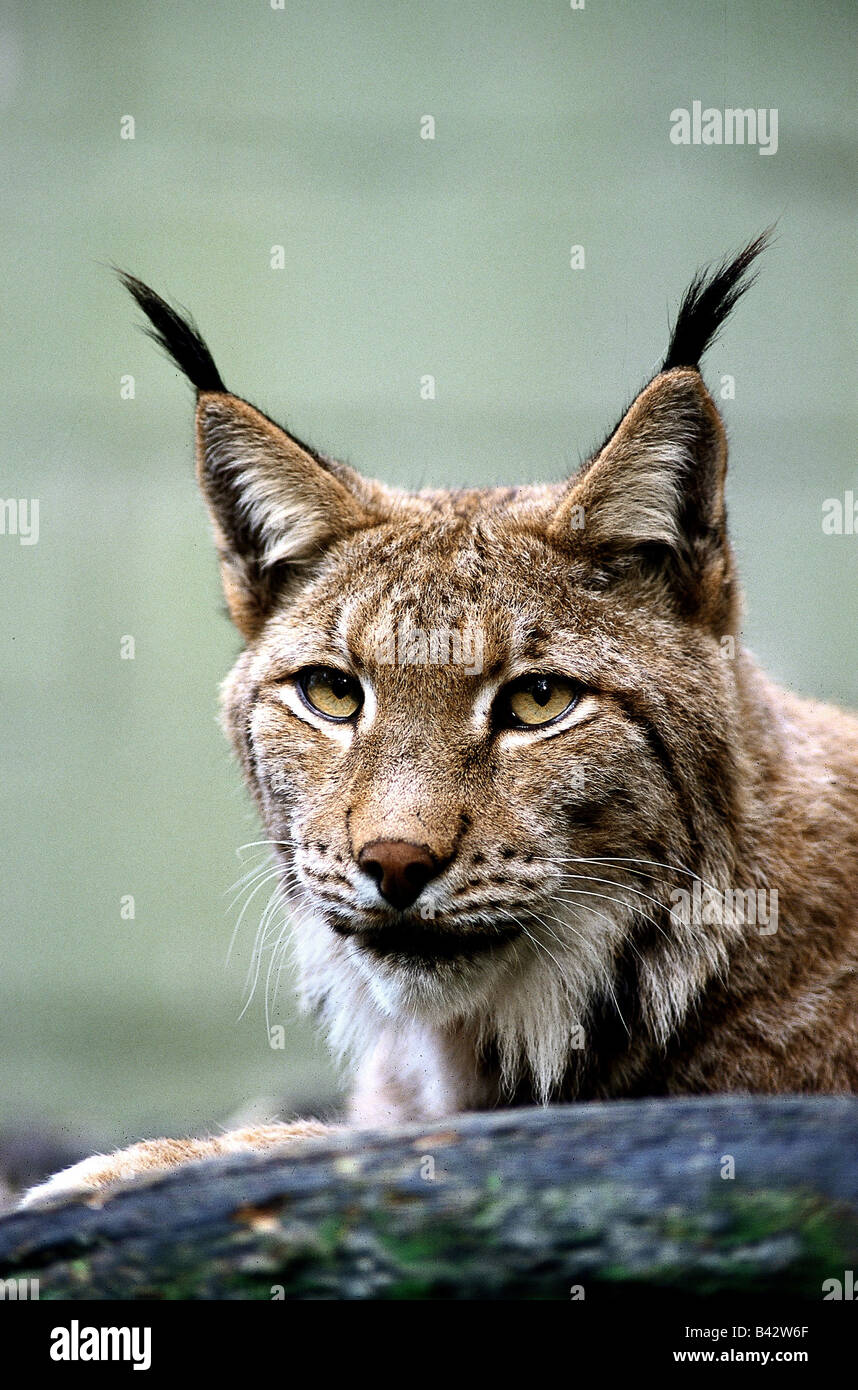 zoology / animals, mammal / mammalian, Felidae, Eurasian Lynx (Lynx ...