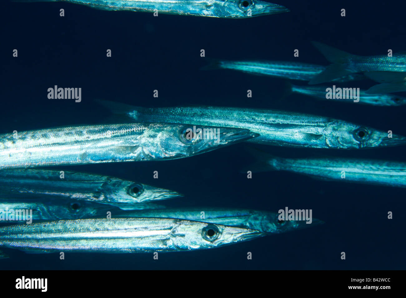 A close-up picture of schooling barracudas Stock Photo - Alamy
