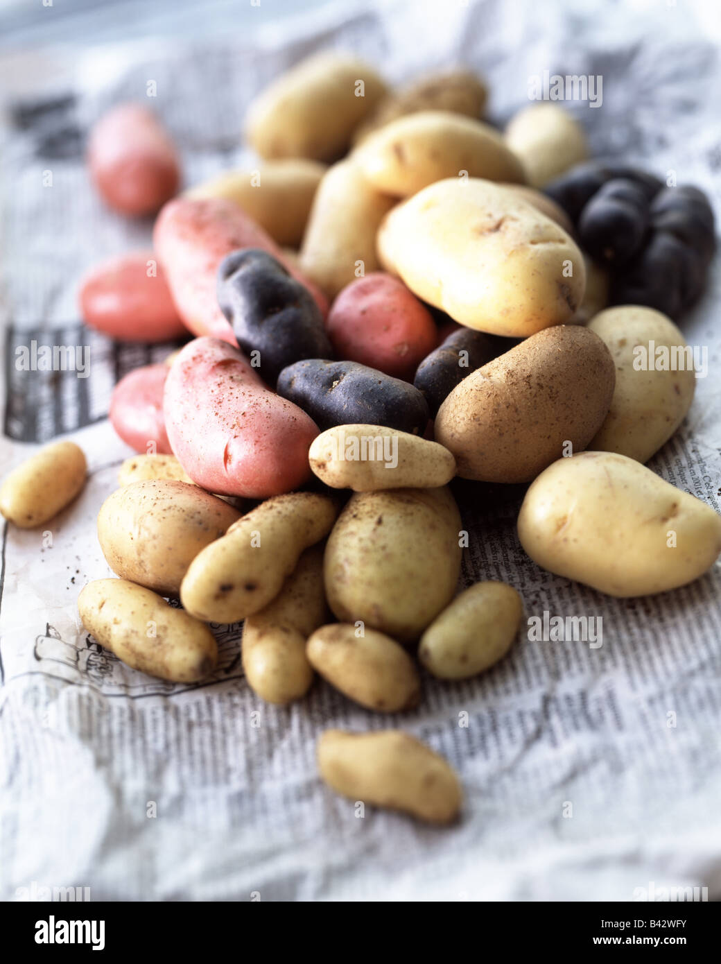Potato varieties hi-res stock photography and images - Alamy